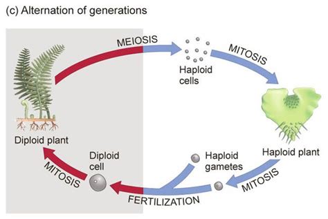 Diagram Of Alternation Of Generation In Ferns Alternation Ge