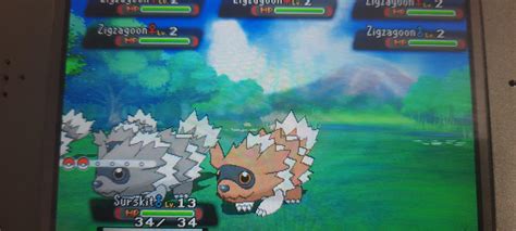[gen Vi]shiny Zigzagoon Found After Only 315 Encounters 30 Minutes Start Of Phase 2 For Shiny