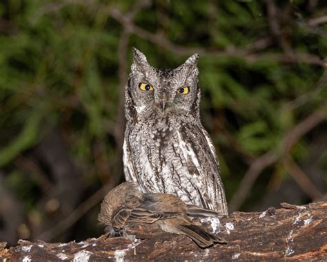 Western Screech Owls In My Backyard Foothills Clusters Wildlife