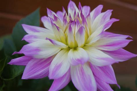 무료 사진 꽃 식물 달리아 화분 정원 자연 잎 꽃잎 아름 다운