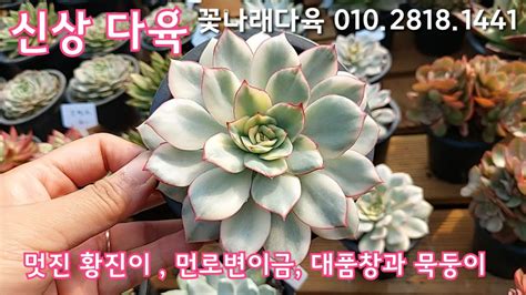 꽃나래에서 선보이는 멋진 황진이 And 묵둥이 대품 군생과 창 다육 1개를 사도 뿌듯한 다육이들 꽃나래다육 0102818