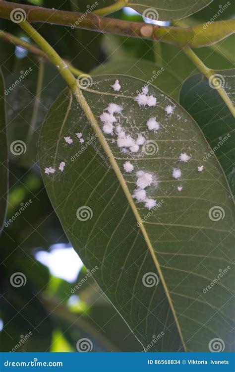 Mealybug On Leaf Figs Plant Aphid Insect Infestation Ficus Elastica
