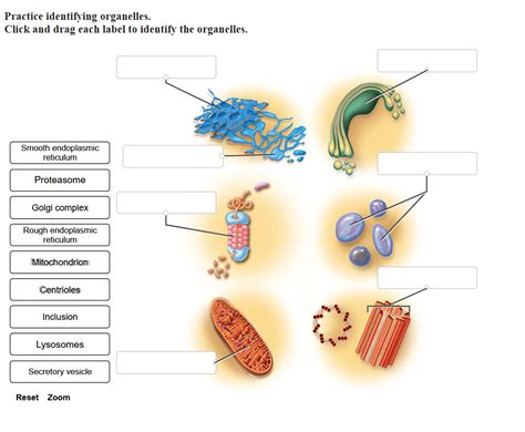 Answered: Practice identifying organelles. Click… | bartleby