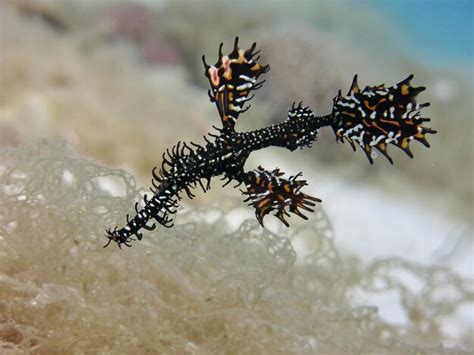 Premium Photo Ghost Pipefish Underwater Photography