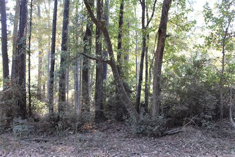 1047 Cedar Grove Rd Hemphill Tx 75948 Mls 5101353 Zillow