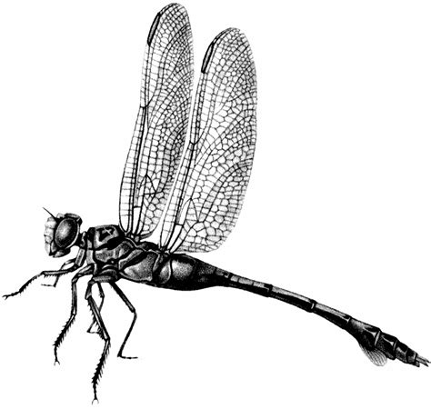 Dragonfly Drawings Black And White