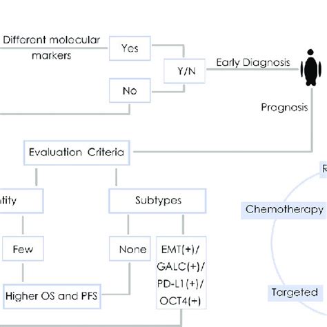 Generation And Metastasis Of Ctcs And Ctc Clusters Ctcs Are Divided