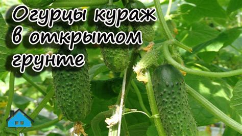 Огурцы - "Кураж" в открытом грунте - YouTube