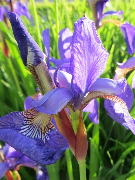 Siberian Iris Garden Nature Flowers