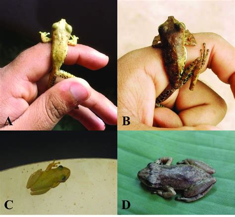 Boana Dentei And Scinax Ruber Displayed Polyphenism A Dorsal Download Scientific Diagram
