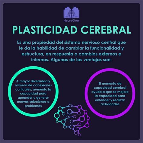 Etapas Psicosexuales Del Desarrollo Humano Artofit