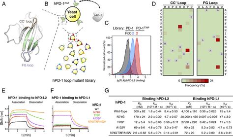 Engineering PD 1 Loop Variants With Enhanced PD L2 Affinity And Download Scientific Diagram