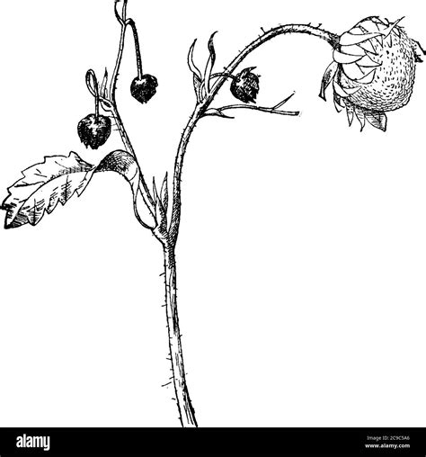 Strawberry Vine Line Drawing