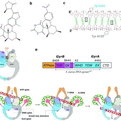 The 28 Å Zoliflodacin Crystal Structure With S Aureus Dna Gyrase A