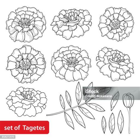 메리 골드 또는 금 잔 화 꽃 꽃 봉 오리와 잎 검은 흰색 배경에 고립 집합 벡터 아프리카 금잔화 금잔화에 대한 스톡 벡터 아트 및 기타 이미지 아프리카 금잔화 금잔화