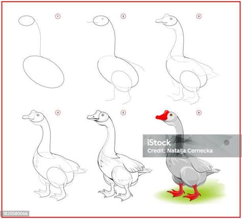 페이지는 농장에서 귀여운 거위를 단계별로 그리는 방법을 배우는 방법을 보여줍니다 아이들의 그림 그리기와 색칠 기술 개발 어린이