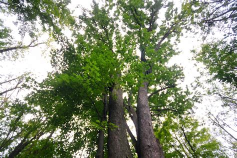 Ontario Tree Seed Plant A Key Theme Barrie News