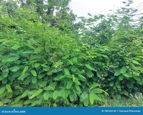 The Top Of The Cha Om Tree Grows Again Stock Image Image Of Flower Woodland 285434149