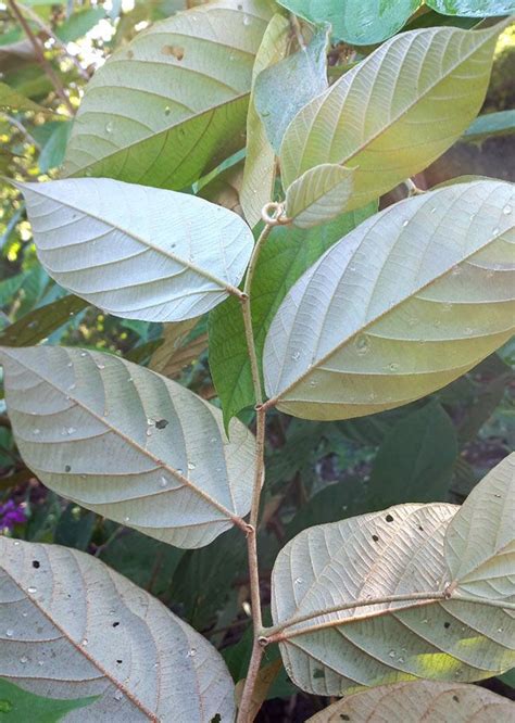 Pterospermum Javanicum