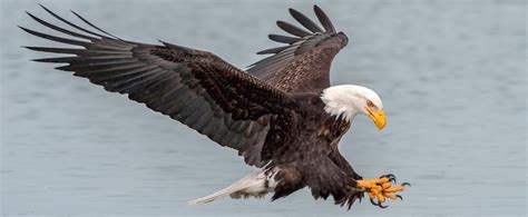 Types Of Eagles Found In Saskatchewan Bird Watching HQ