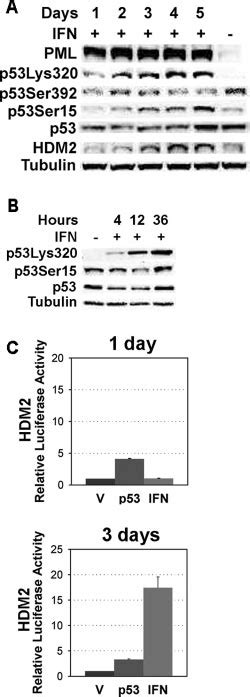 Two Signaling Stages From Interferon To P53 A Immunoblots For