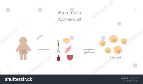 Illustrated Diagram Adult Stem Cells Somatic Stock Vector Royalty Free 2282255377 Shutterstock