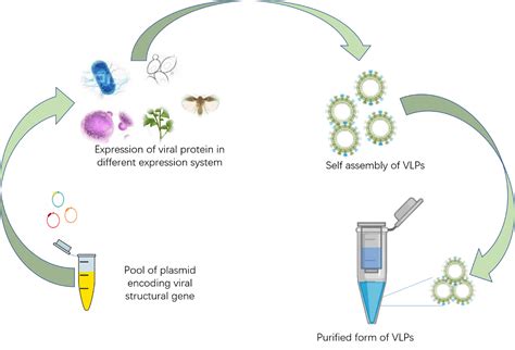 Vlp Platforms For Immunogens Vaccines And Drug Carriers Genemedi