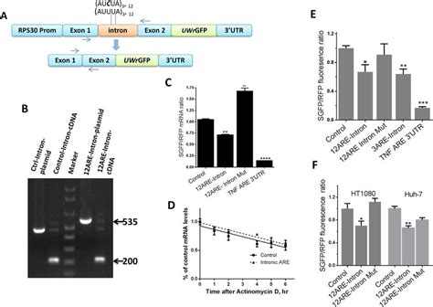 Effect Of Intronic Ares On The Expression Of Gfp Reporter Genes A Download Scientific
