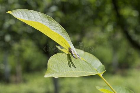 Walnut Leaf Architecture Stock Image Image Of Species 128537933