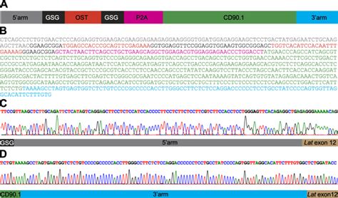 Structure Of The Hdr Template Used To Edit The Lat Gene And Sequences