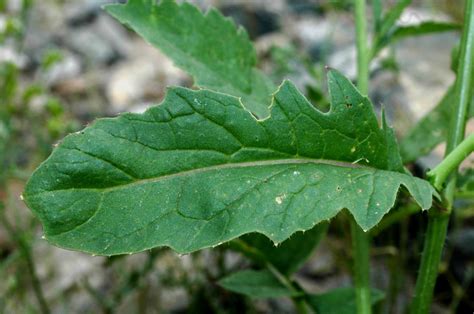 Raphanus Raphanistrum Brassicaceae