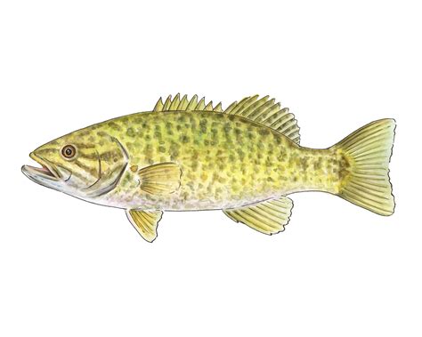 Smallmouth Bass Watercolor Fine Art Print Etsy