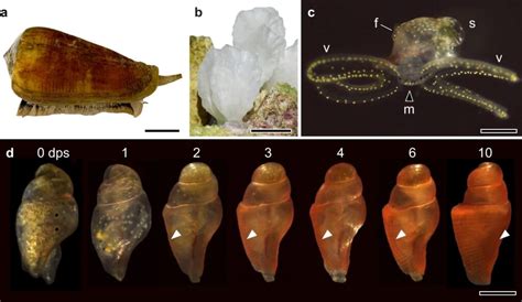 Scientists Have Reared Deadly Cone Snails In A Laboratory Aquarium For