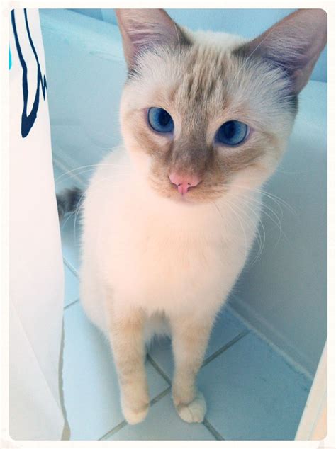 25 Best Images Flame Point Siamese Cat Personality Siamese Fancy