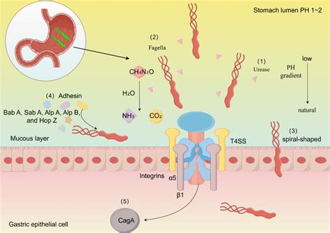 Frontiers Helicobacter Pylori Infection Process From The Molecular