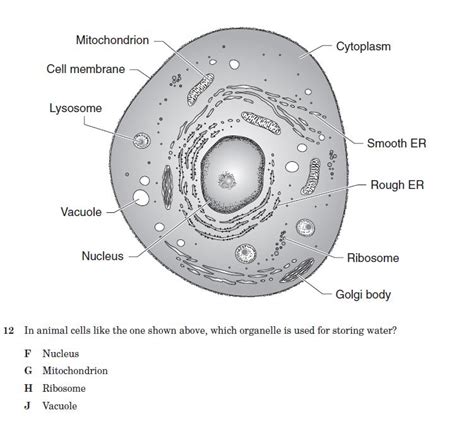 DIAGRAM The Cell Diagram Quiz MYDIAGRAM ONLINE