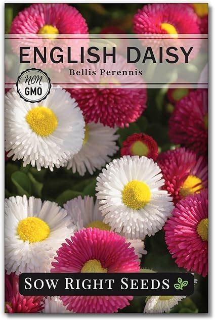 Sow Right Seeds English Daisy Flower Seeds For Planting