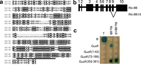 ric 8b interacts with golf a amino acid sequence alignment of mouse