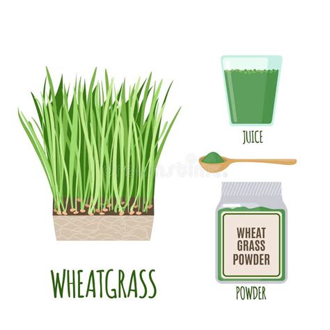 Food Wheatgrass Stock Illustrations 483 Food Wheatgrass Stock