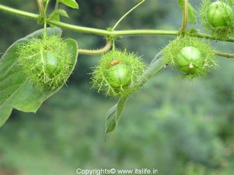 Wild Passion Fruit