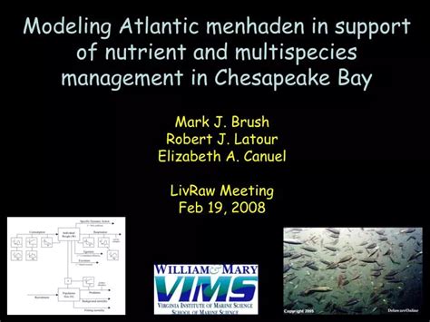Ppt Modeling Atlantic Menhaden For Chesapeake Bay Management