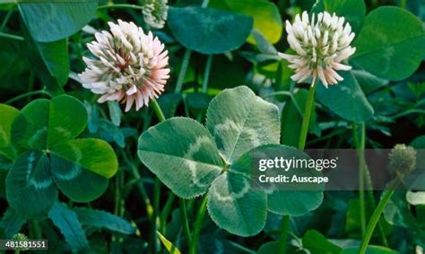 Of Four Leaf Clover Photos And Premium High Res Pictures Getty Images