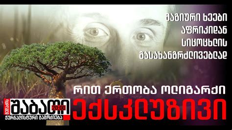 მაგიური ხეები აფრიკიდან რით ერთობა ჩვენი ოლიგარქი Youtube