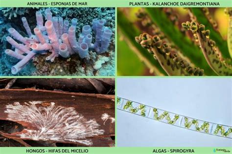 Fragmentation What Is Examples And How This Form Of Asexual Reproduction Works Evidence Network
