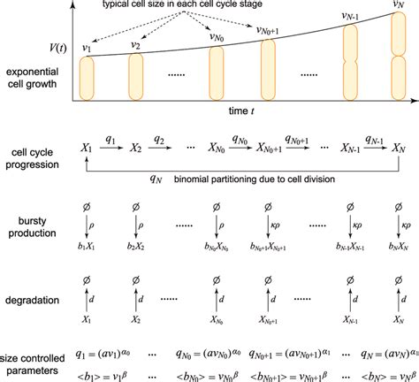 reduced model obtained by making the mean field approximation of cell