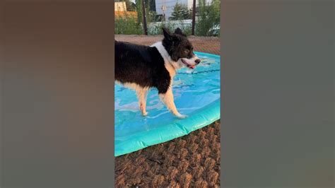 귀여운 보더콜리 Youtube