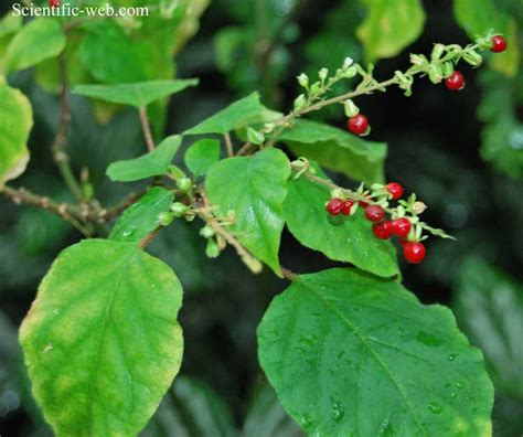 Rivina Humilis
