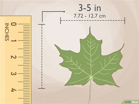 How To Identify Sugar Maple Trees Easy Ways