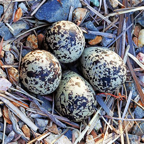 Killdeer Eggs At Brandon Myers Blog