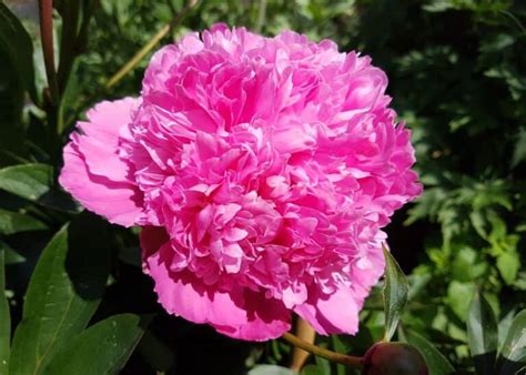 Annual Vs Perennial Plants What S The Difference And Why It Matters